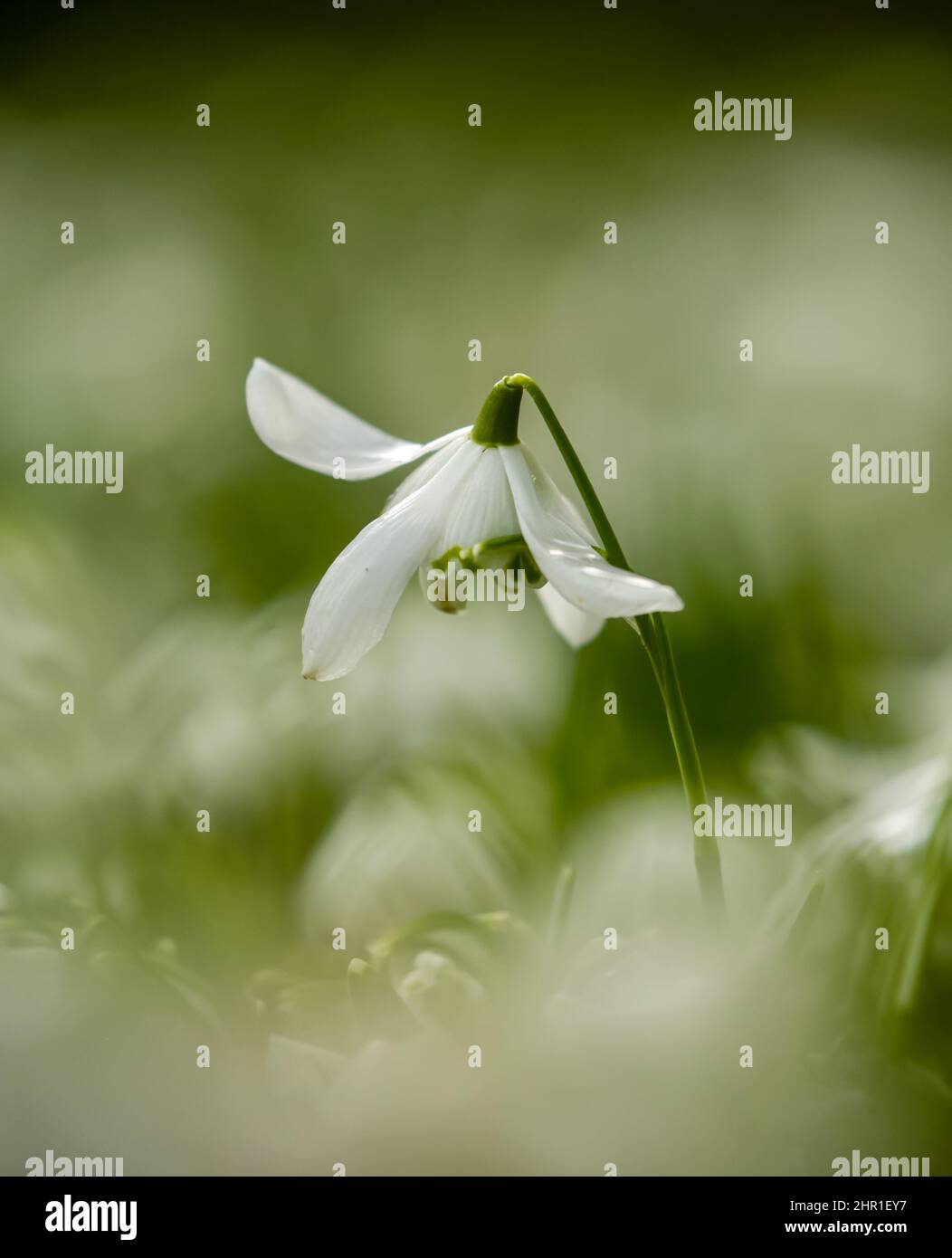 Cotswold sbnowdrops hi-res stock photography and images - Alamy