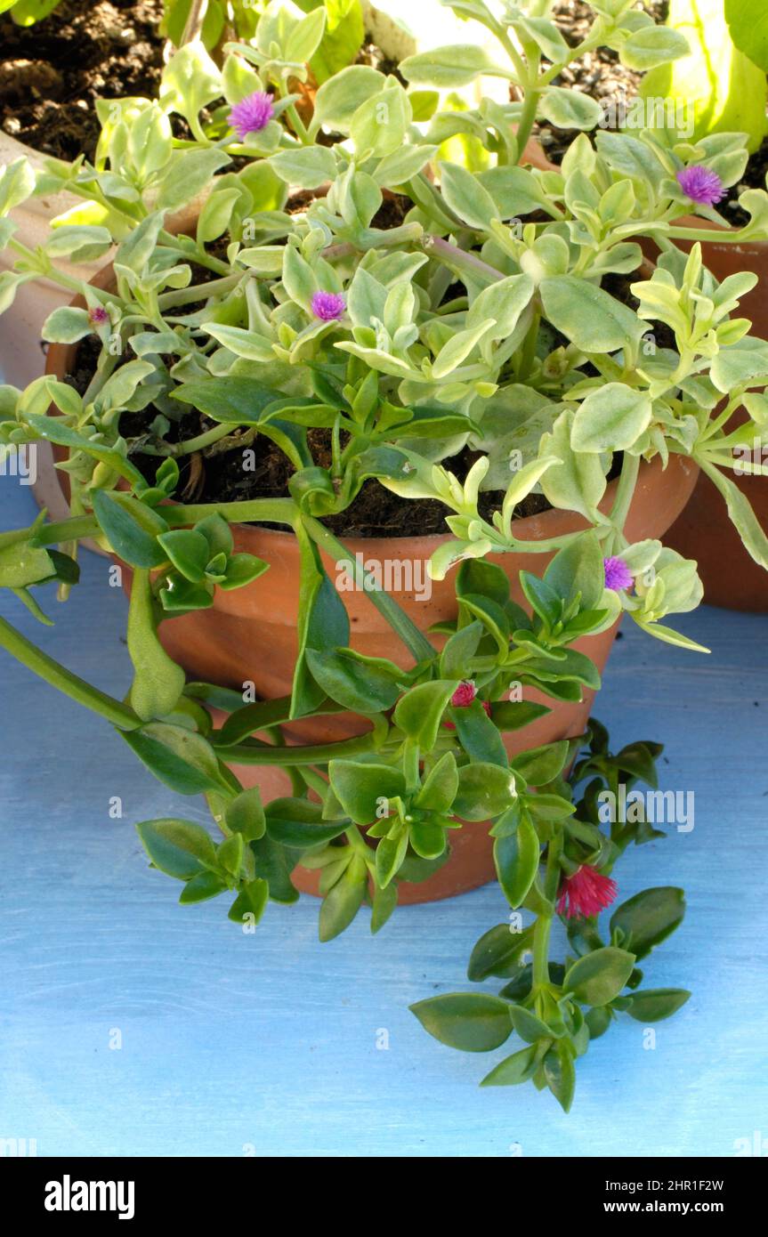 Ice Plant, Baby Sun Rose (Aptenia cordifolia), blooming plant in a pot ...
