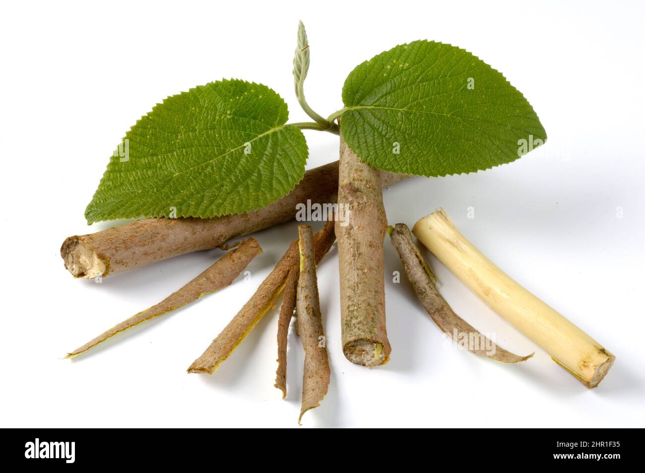guelder-rose viburnum (Viburnum opulus), bark and leaves, cut out Stock ...