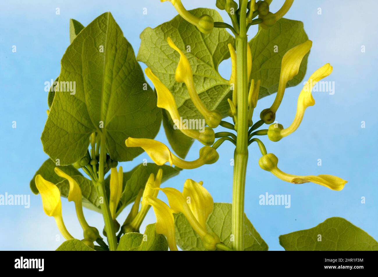 Birthwort (Aristolochia clematitis), blooming, Germany Stock Photo - Alamy
