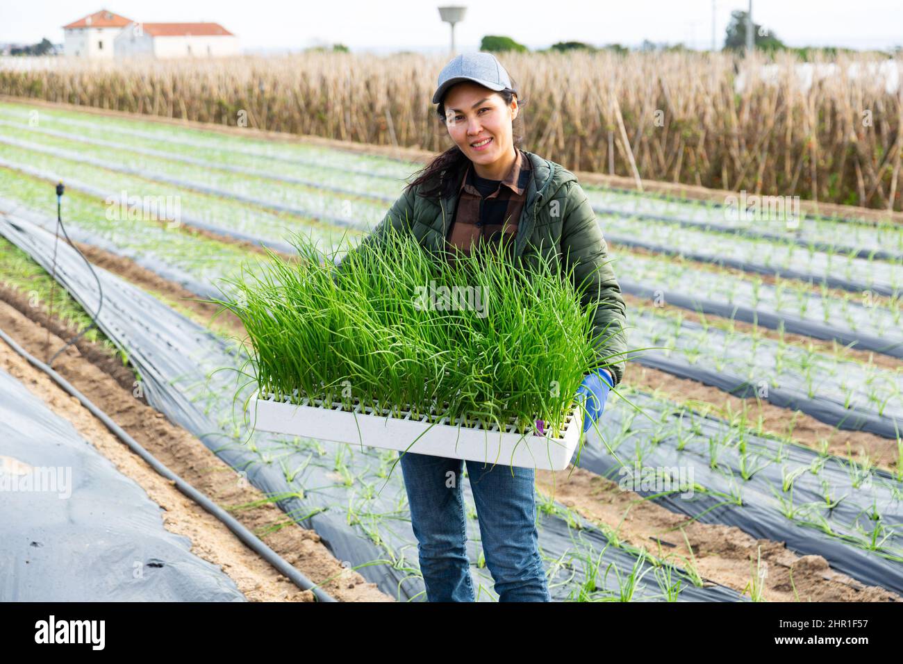 Scallion farmers hi-res stock photography and images - Alamy