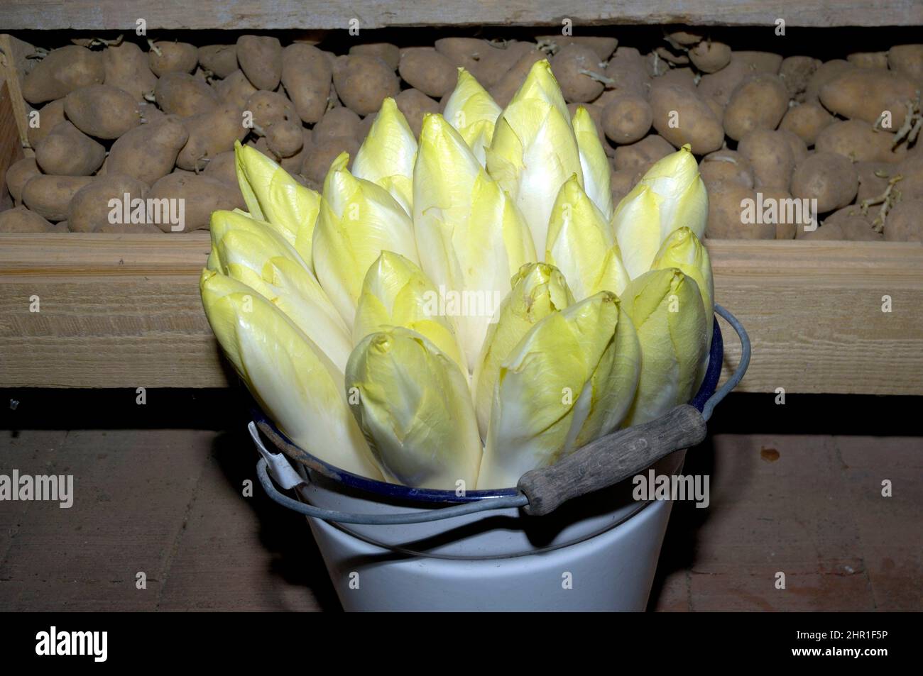 witloof chicory, Belgian endive, succory (Cichorium intybus var ...