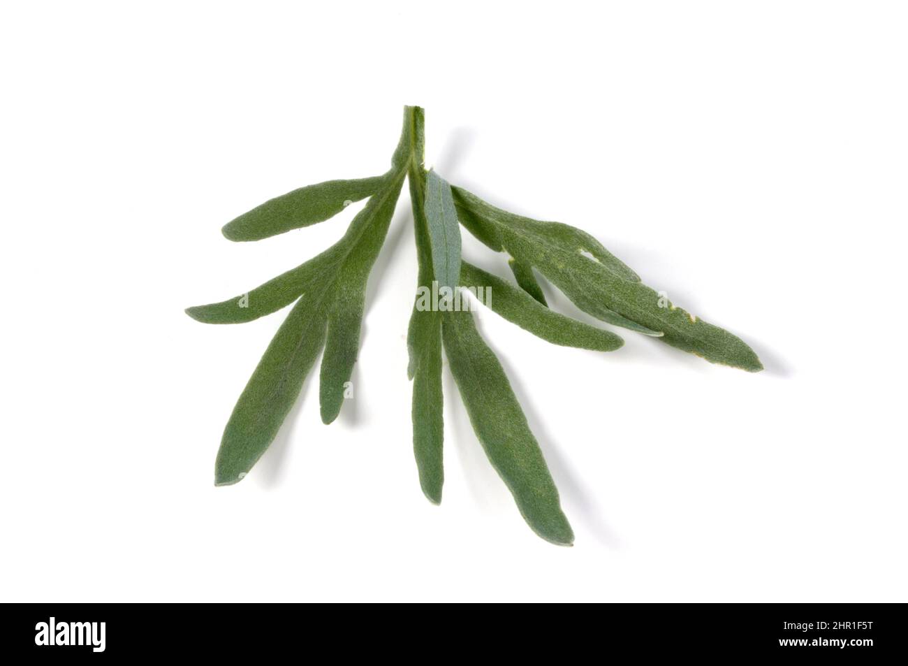 common wormwood, absinth wormwood, absinth sagewort (Artemisia ...