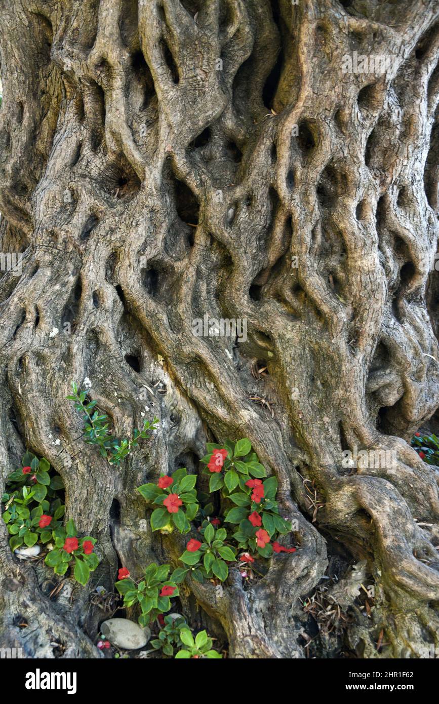 olive tree (Olea europaea ssp. sativa), detail of the trunk of a 600 ...