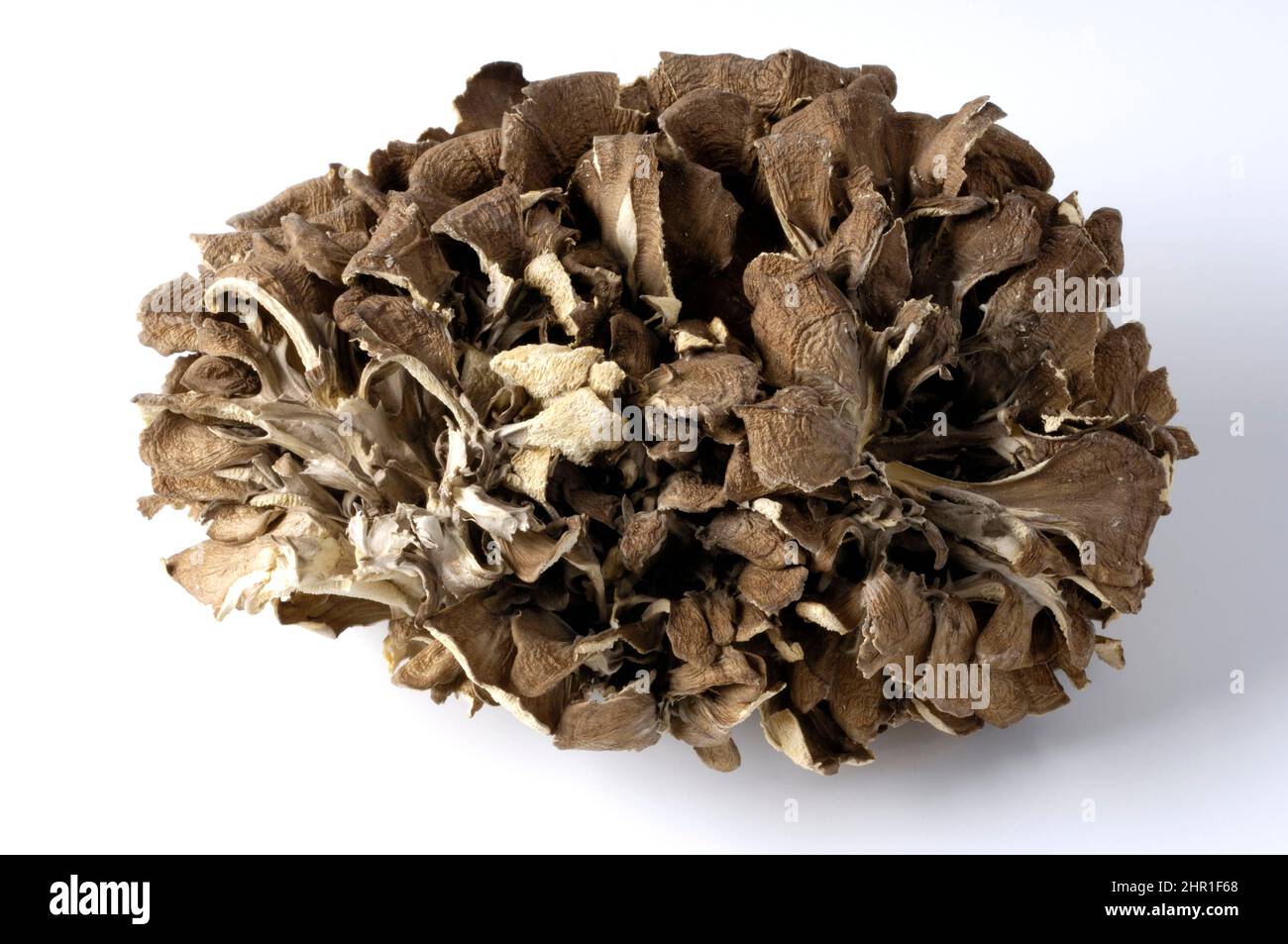 hen of the woods, maitake (Grifola frondosa), dries fruiting body Stock ...