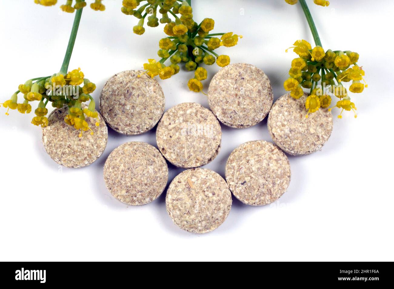 sweet fennel (Foeniculum vulgare, Anethum foeniculum), fennel tablets ...