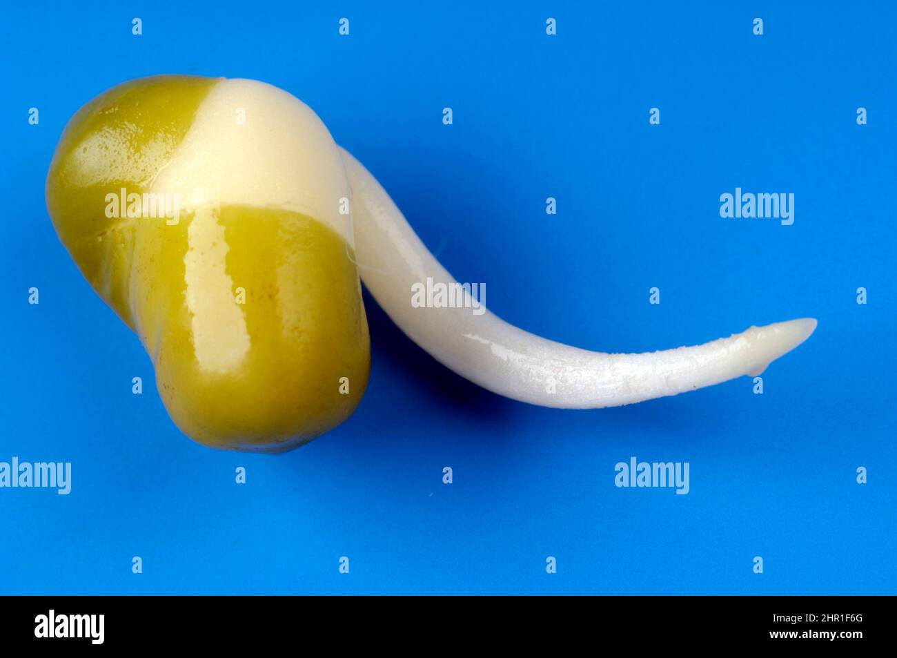 Mung Bean, Urdi Black Bean, Green Gram (Vigna mungo, Vigna radiata ...