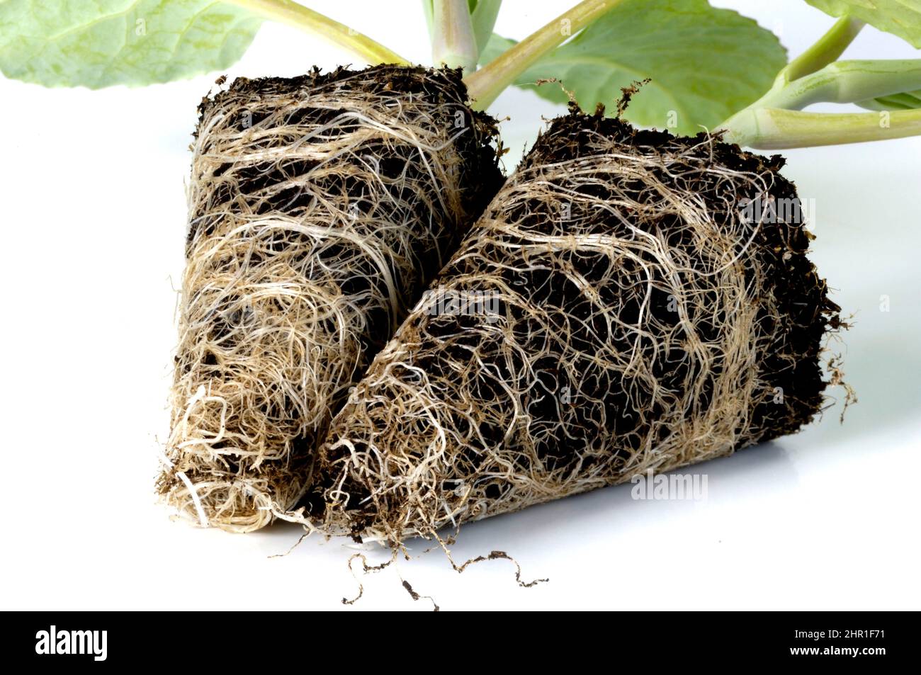 Italian broccoli, sprouting broccoli (Brassica oleraceae var. italica ...