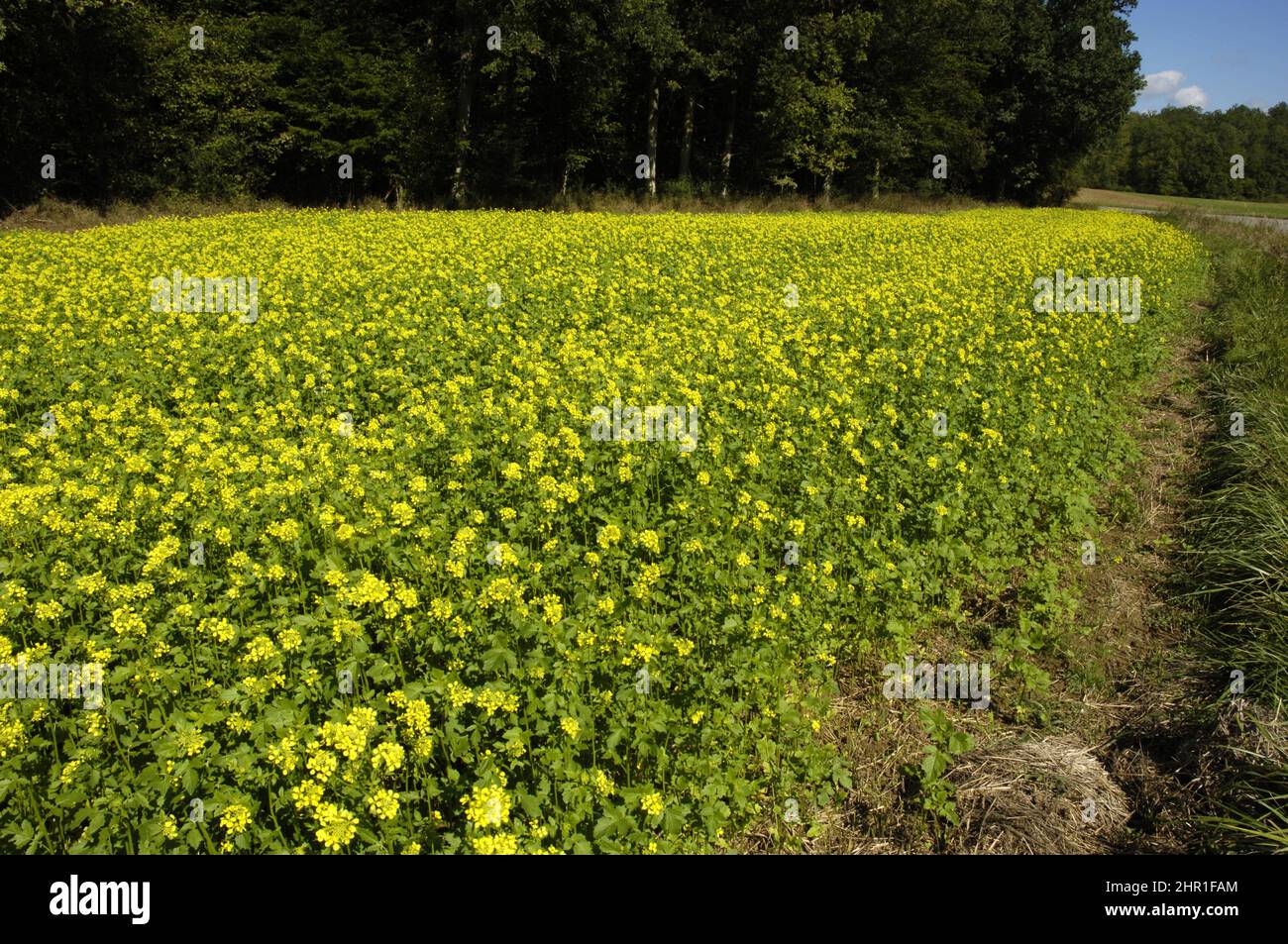 White mustard (Sinapis alba, Brassica alba), field eith white mustard ...