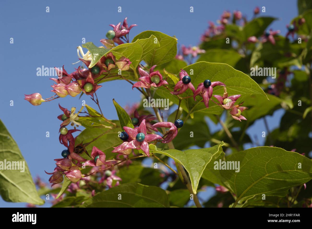 Glory bush tree hi-res stock photography and images - Alamy