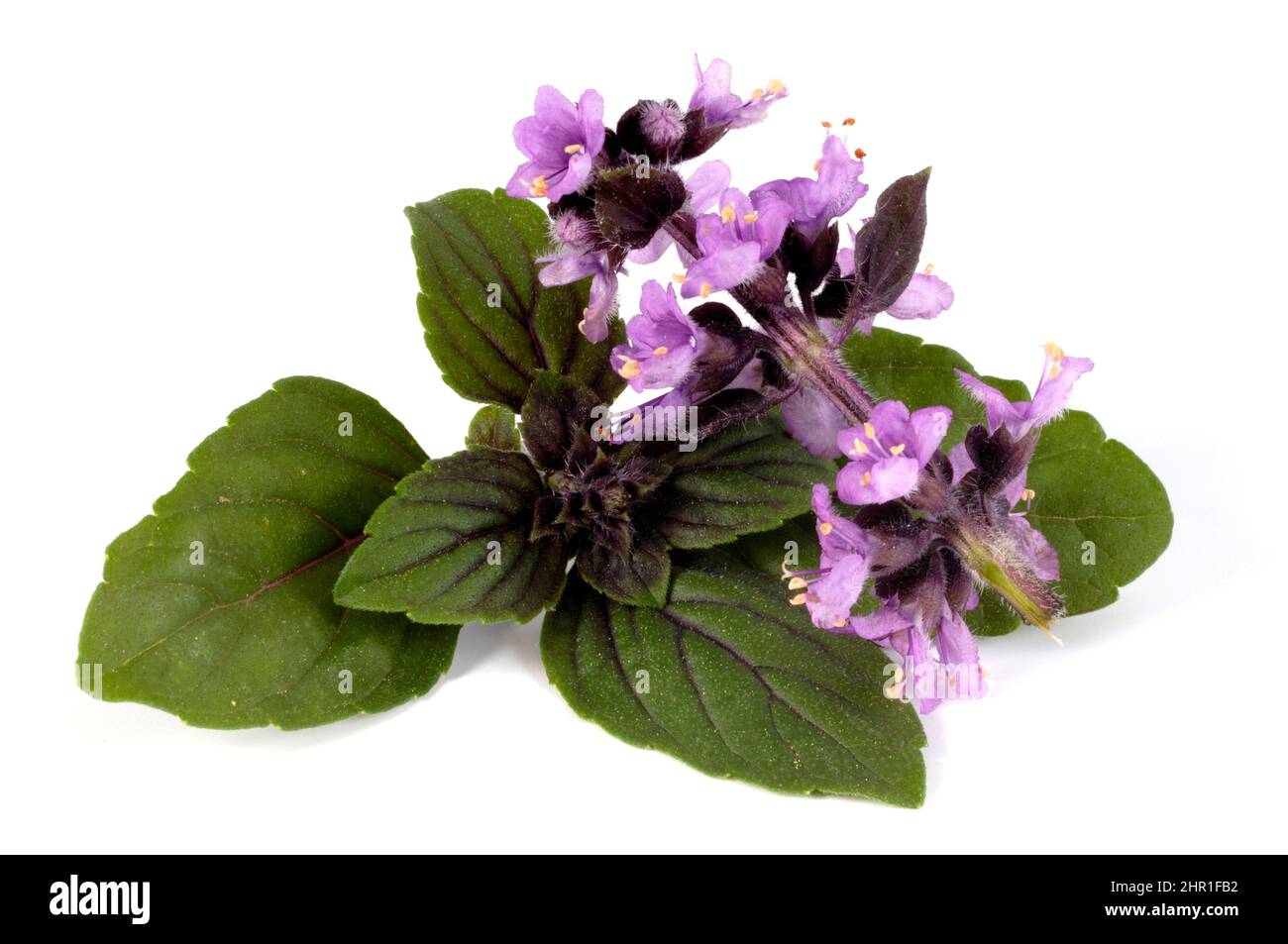 sweet basil (Ocimum basilicum 'Magic Blue', Ocimum basilicum Magic Blue ...