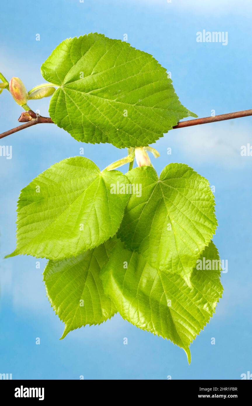 large-leaved lime, lime tree (Tilia platyphyllos), branch with fresh ...