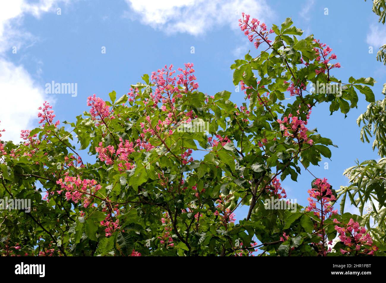 red horse chestnut, pink horse chestnut (Aesculus x carnea, Aesculus ...