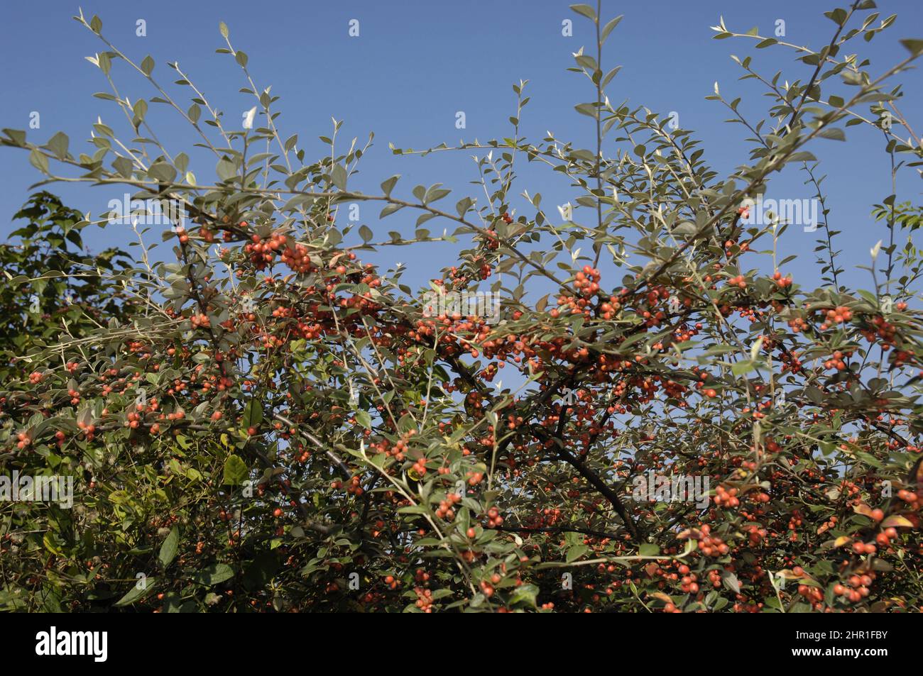 orange cotoneaster, Franchet's cotoneaster (Cotoneaster franchetii ...