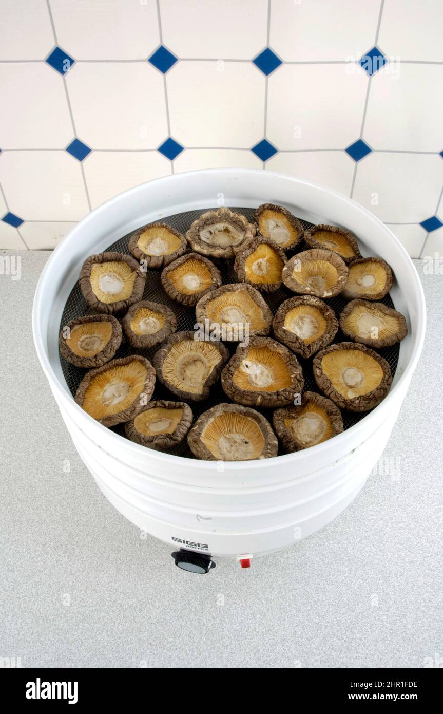shiitake (Lentinula edodes, Lentinus edodes), fruiting bodies are dried ...