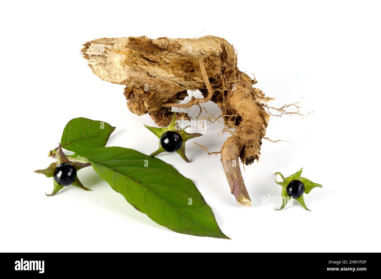 Bella d Cut Out Stock Images & Pictures - Alamy