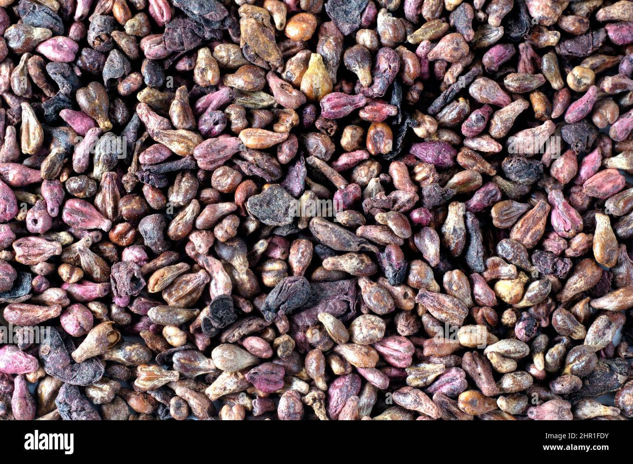 grape-vine, vine (Vitis vinifera), dried grape seeds Stock Photo - Alamy grape-vine, vine (Vitis vinifera), dried grape seeds Stock Photo - Alamy