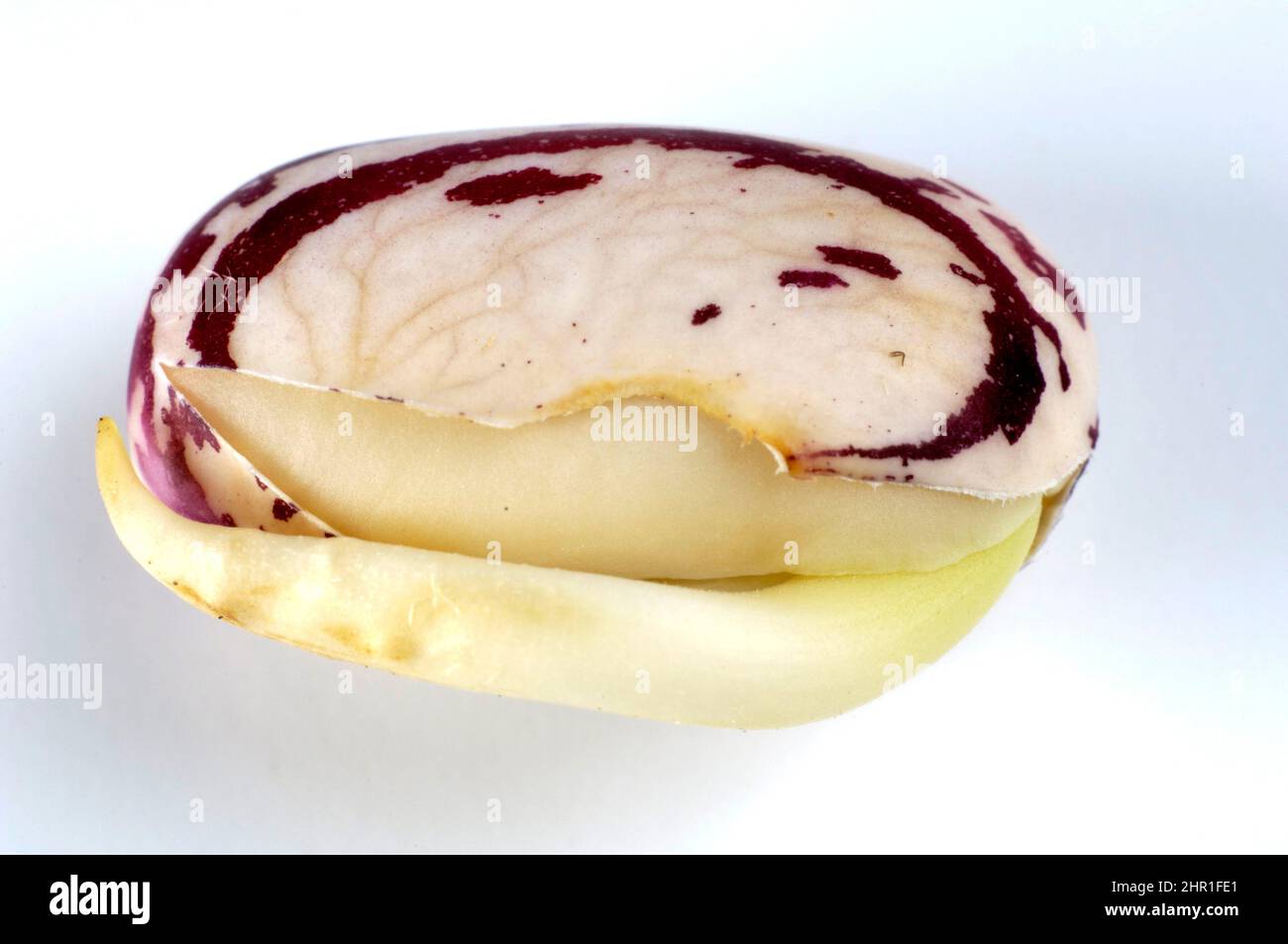 Cranberry Bean, Roman Bean, Saluggia Bean, Rosecoco Bean (Phaseolus ...