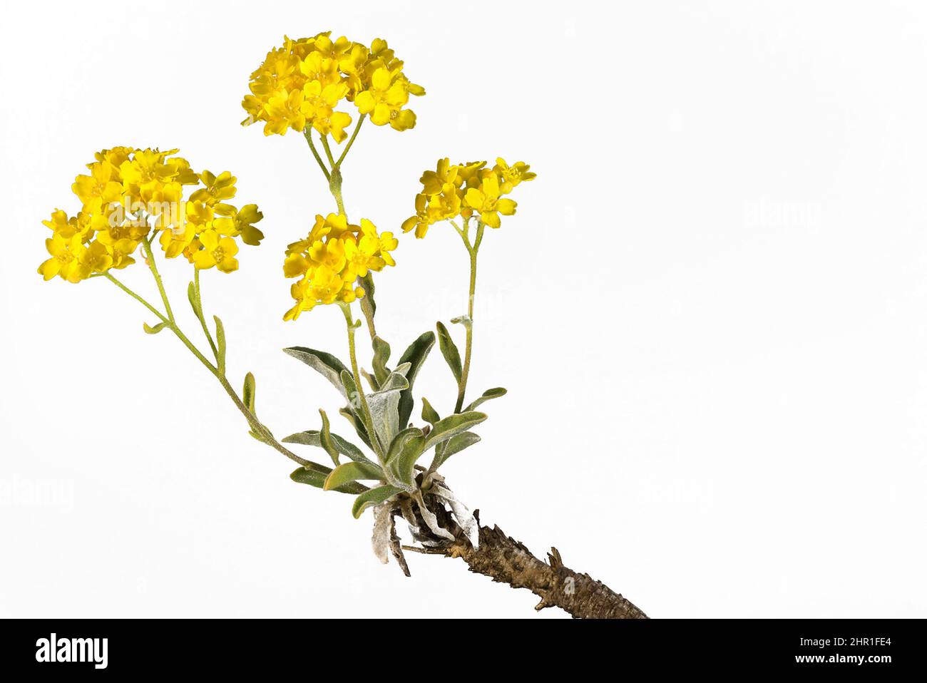 Golden alyssum saxatile Cut Out Stock Images & Pictures - Alamy