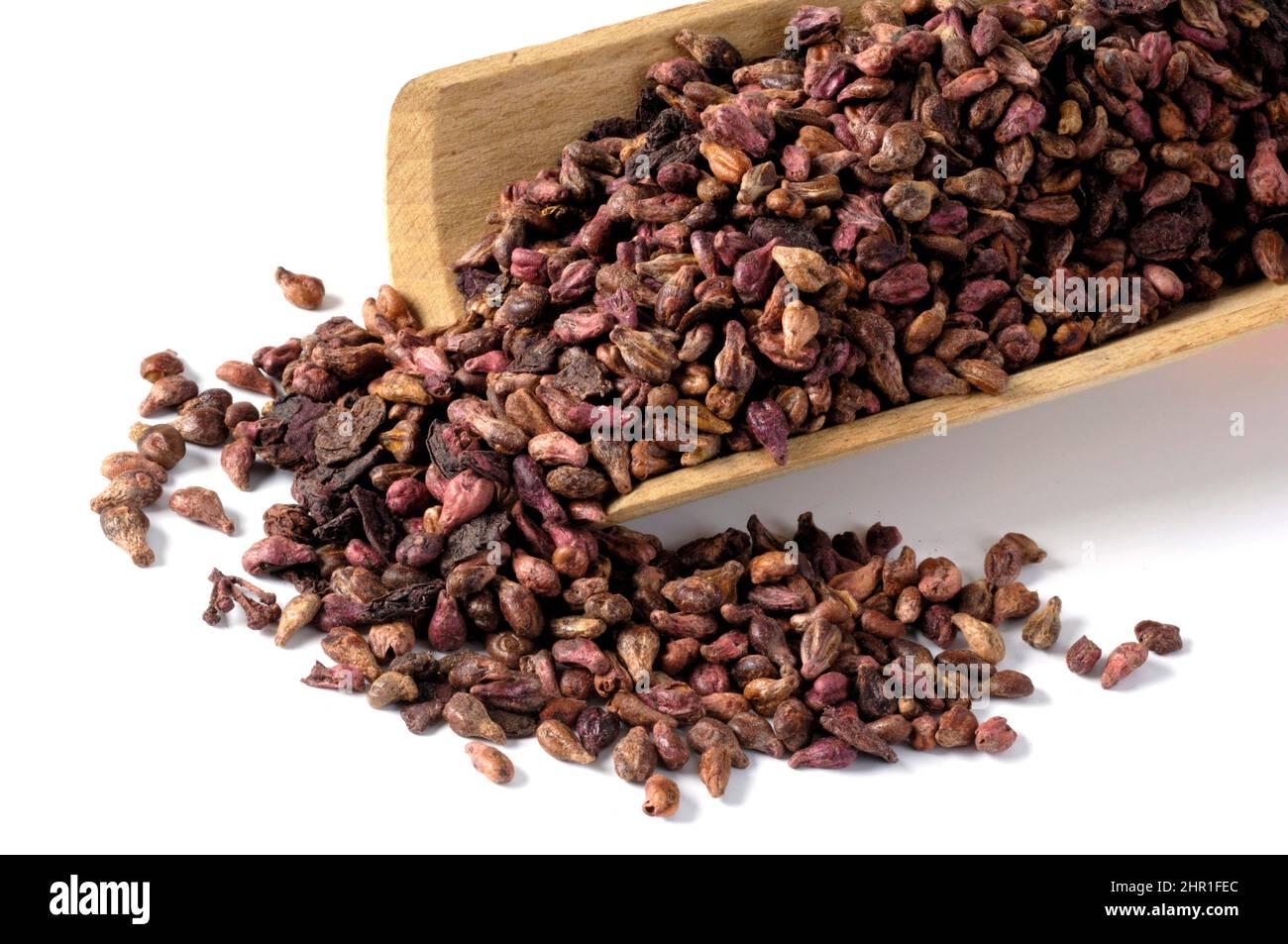grape-vine, vine (Vitis vinifera), dried grape seeds Stock Photo - Alamy grape-vine, vine (Vitis vinifera), dried grape seeds Stock Photo - Alamy