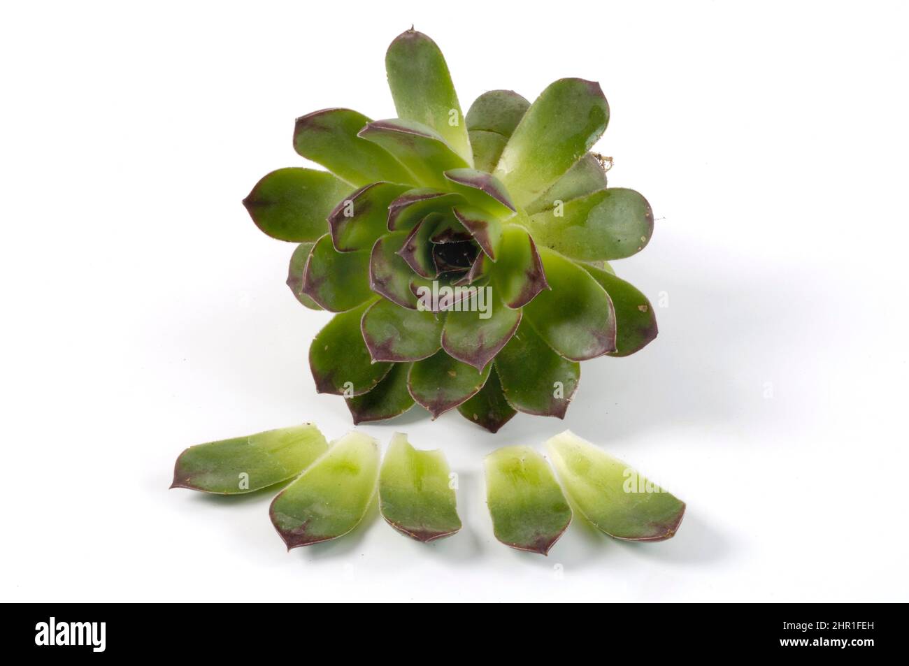 hen-and-chickens, house-leek, houseleek, common houseleek (Sempervivum ...
