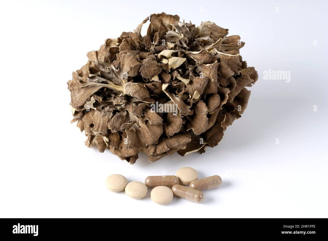 hen of the woods, maitake (Grifola frondosa), dried fruit body, tablets ...