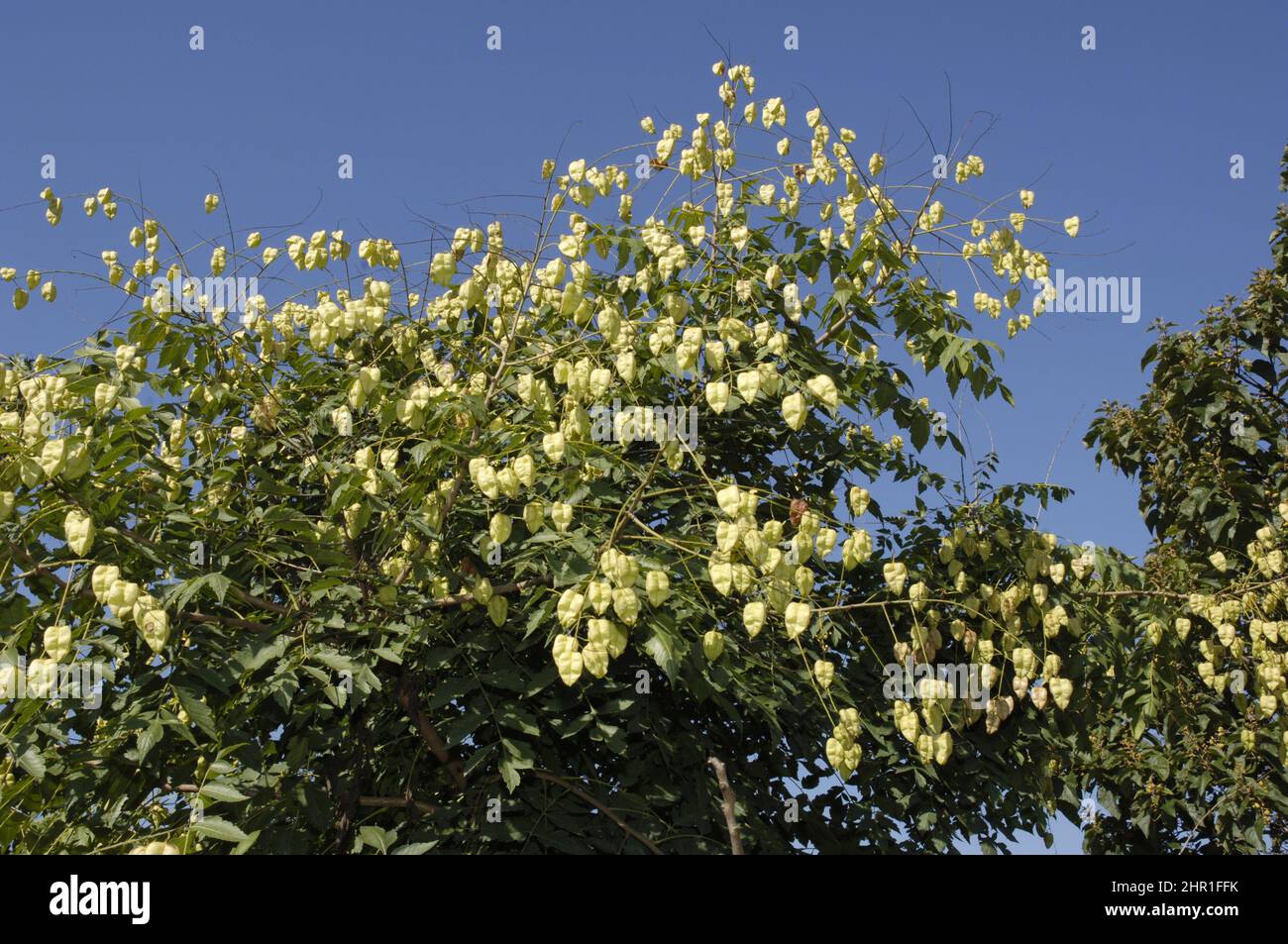 Golden rain tree hi-res stock photography and images - Alamy
