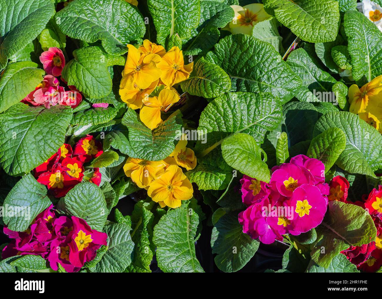 Multi colored primrose hi-res stock photography and images - Alamy
