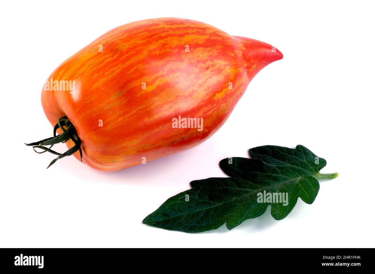 garden tomato (Solanum lycopersicum 'Striped Roman', Solanum ...