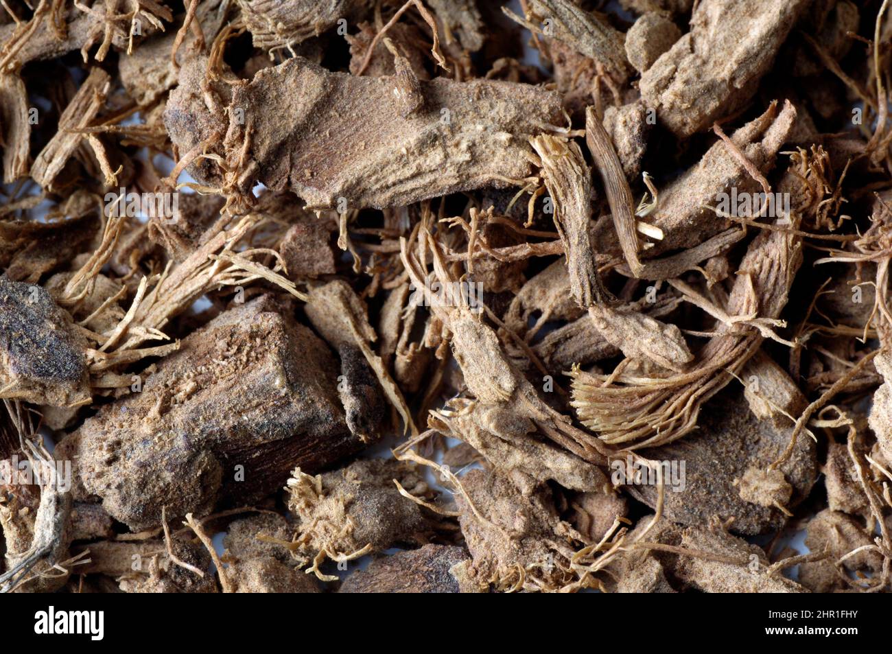 greater galangal, siamese ginger (Alpinia galanga), galangal roots ...