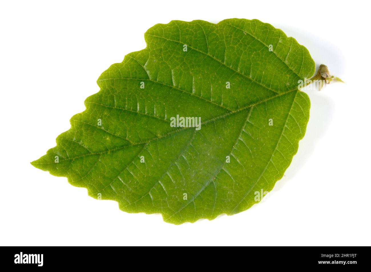 Witch hazel, American witch-hazel (Hamamelis virginiana), leaf, cut out ...