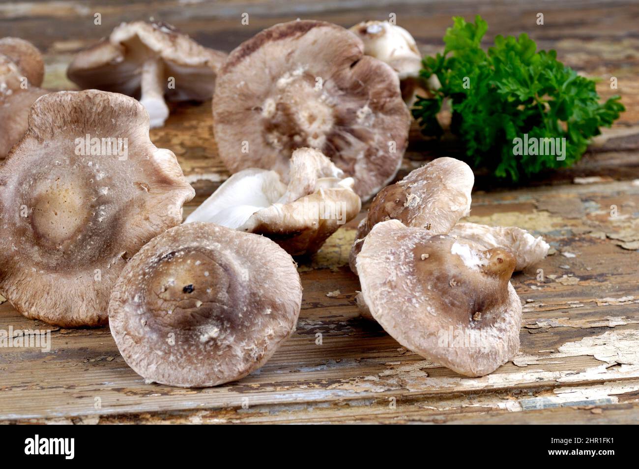 shiitake (Lentinula edodes, Lentinus edodes), harvested fruit bodies ...