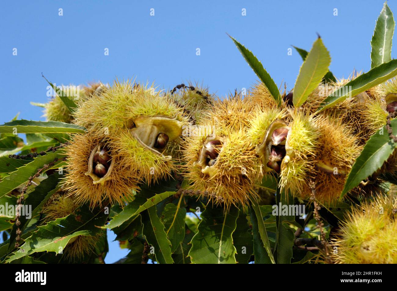Spanish chestnut, sweet chestnut (Castanea sativa), Sweet Chestnut ...
