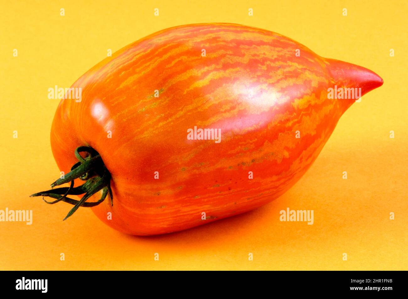 garden tomato (Solanum lycopersicum 'Striped Roman', Solanum ...