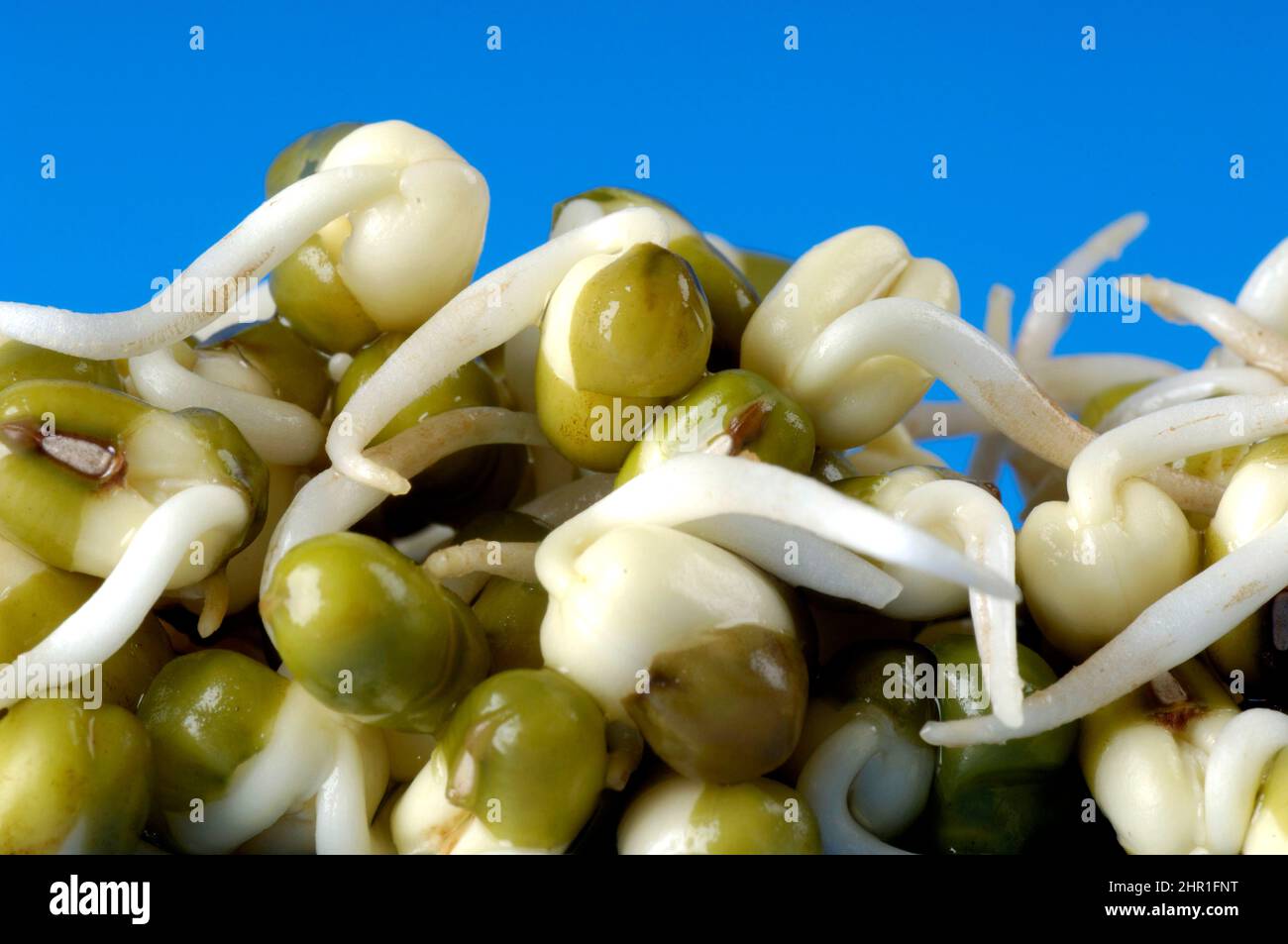 Mung Bean, Urdi Black Bean, Green Gram (Vigna mungo, Vigna radiata ...