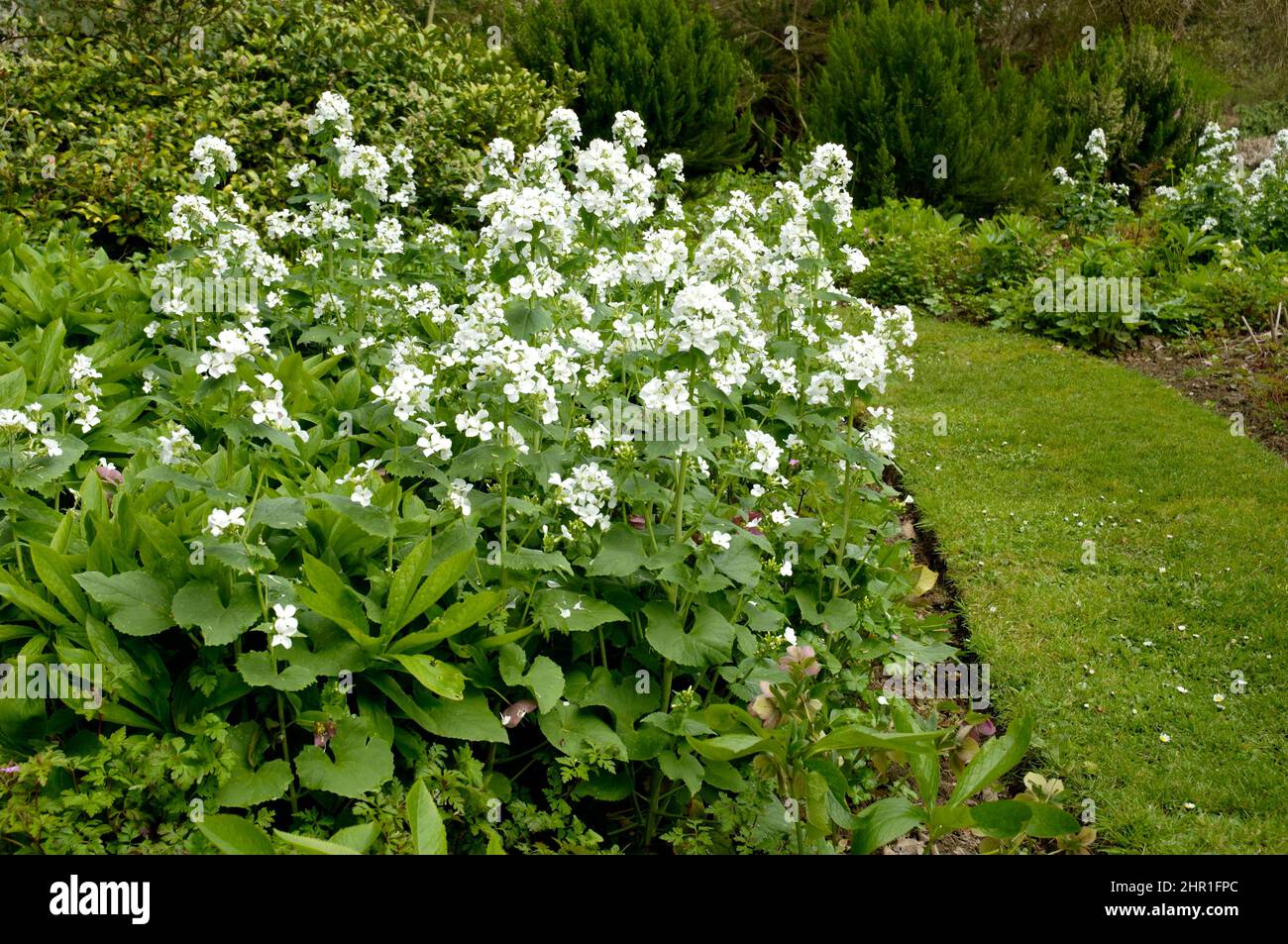 Honesty plant, Annual honesty (Lunaria annua), in a flowerbed with ...
