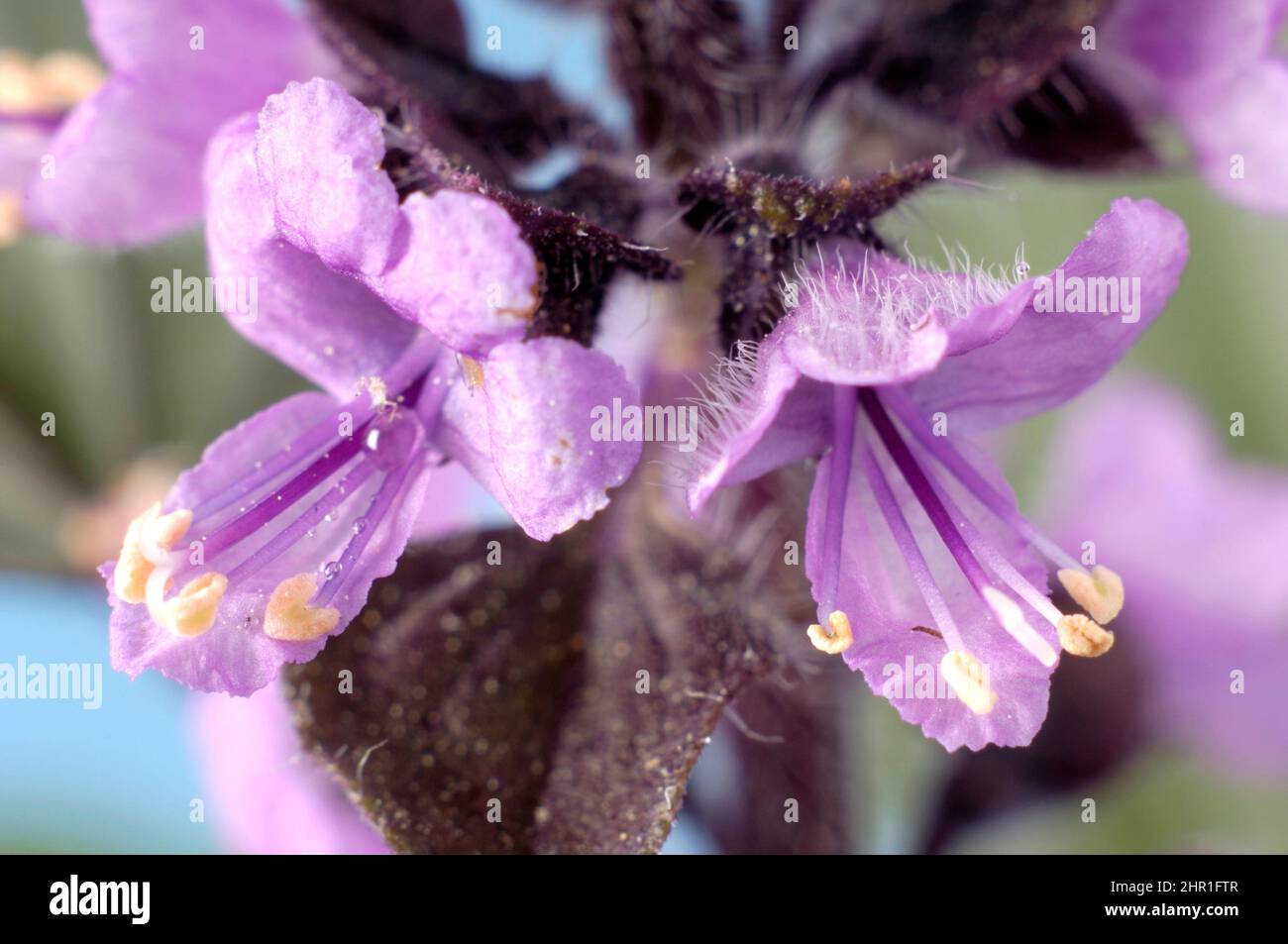 sweet basil (Ocimum basilicum 'Magic Blue', Ocimum basilicum Magic Blue ...