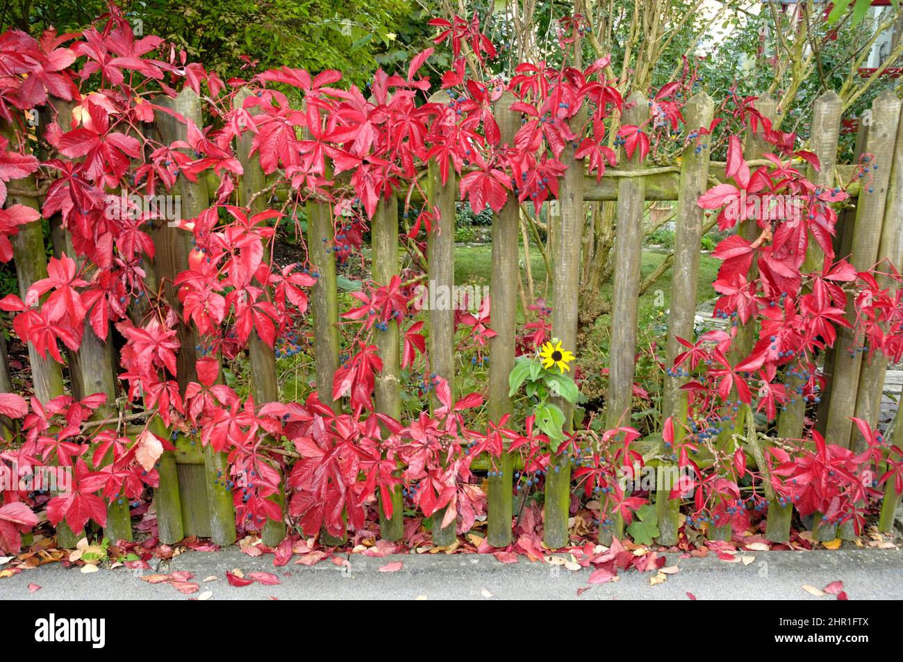 false Virginia-creeper (Parthenocissus inserta, Parthenocissus ...