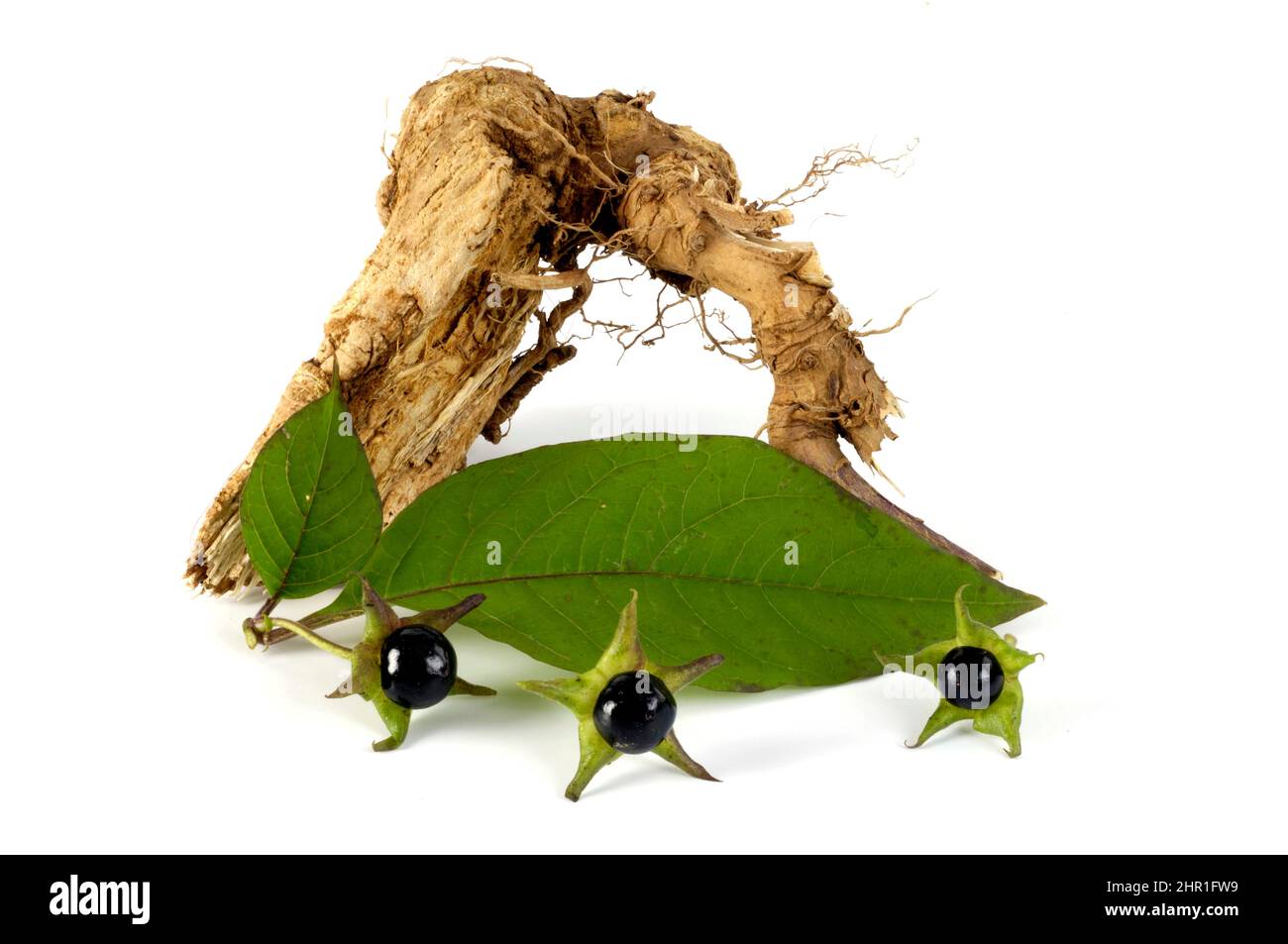 Bella donna leaf hi-res stock photography and images - Alamy