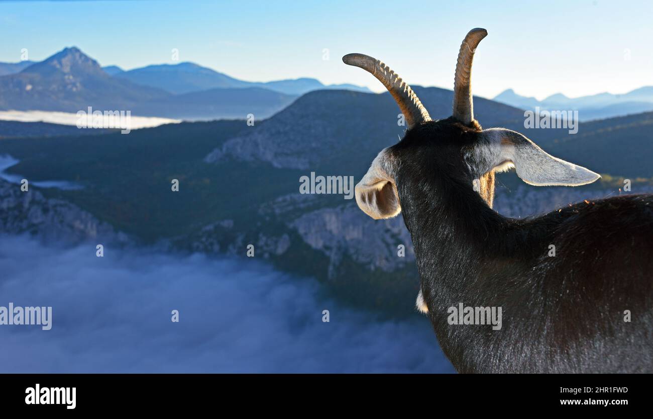 domestic goat (Capra hircus, Capra aegagrus f. hircus), goat at the ...