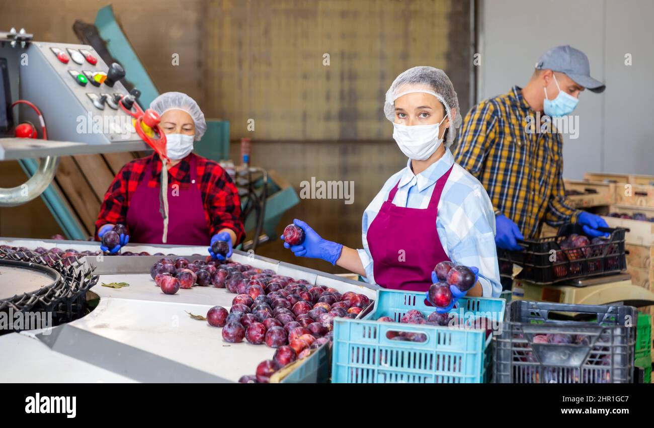 Three workers in masks sorting and packing plums in warehouse Stock ...