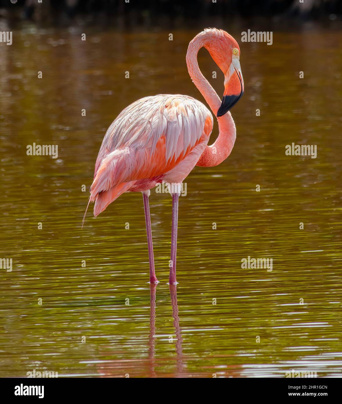 An American Flamingo stands in a saltwater mangrove swamp in the ...