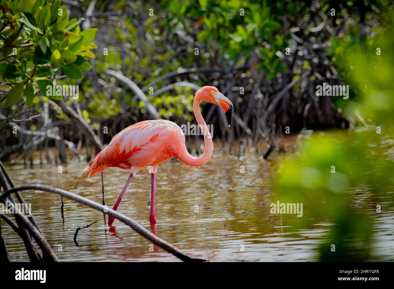 An American Flamingo stands in a saltwater mangrove swamp in the ...