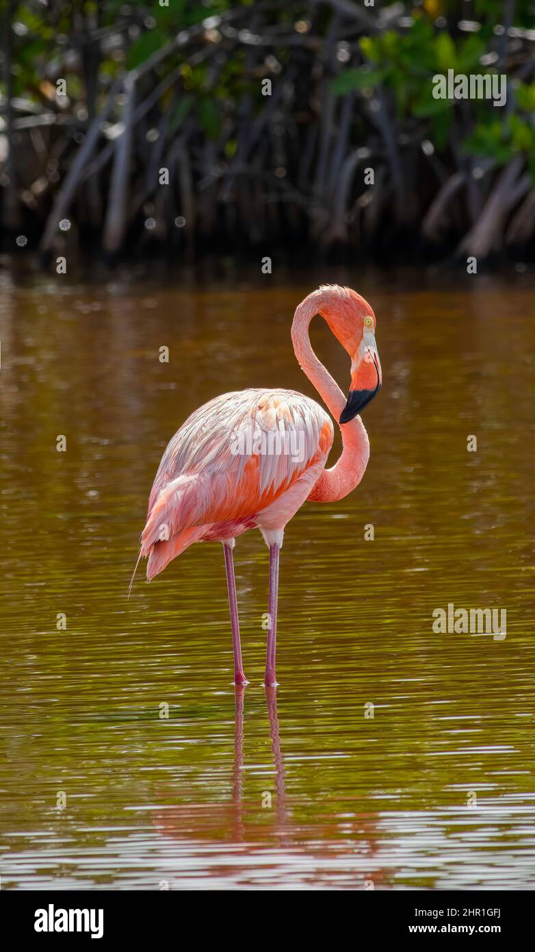 An American Flamingo stands in a saltwater mangrove swamp in the ...