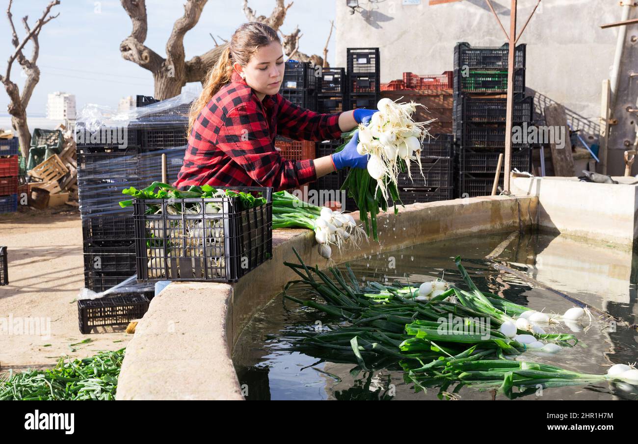 Girl washing harvested spring onions on vegetable farm Stock Photo - Alamy