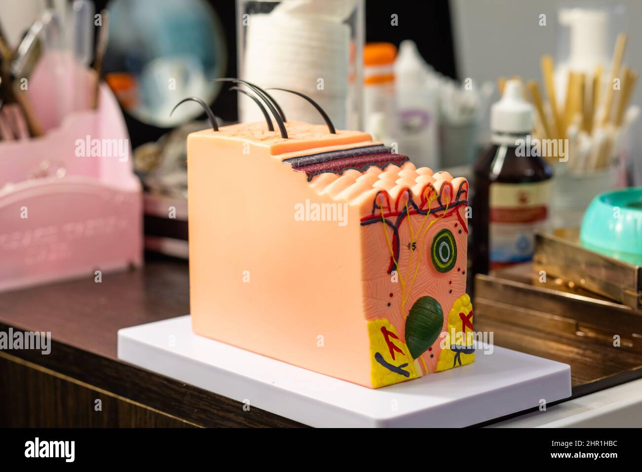 Plastic model of human skin and hair structure for education Stock ...