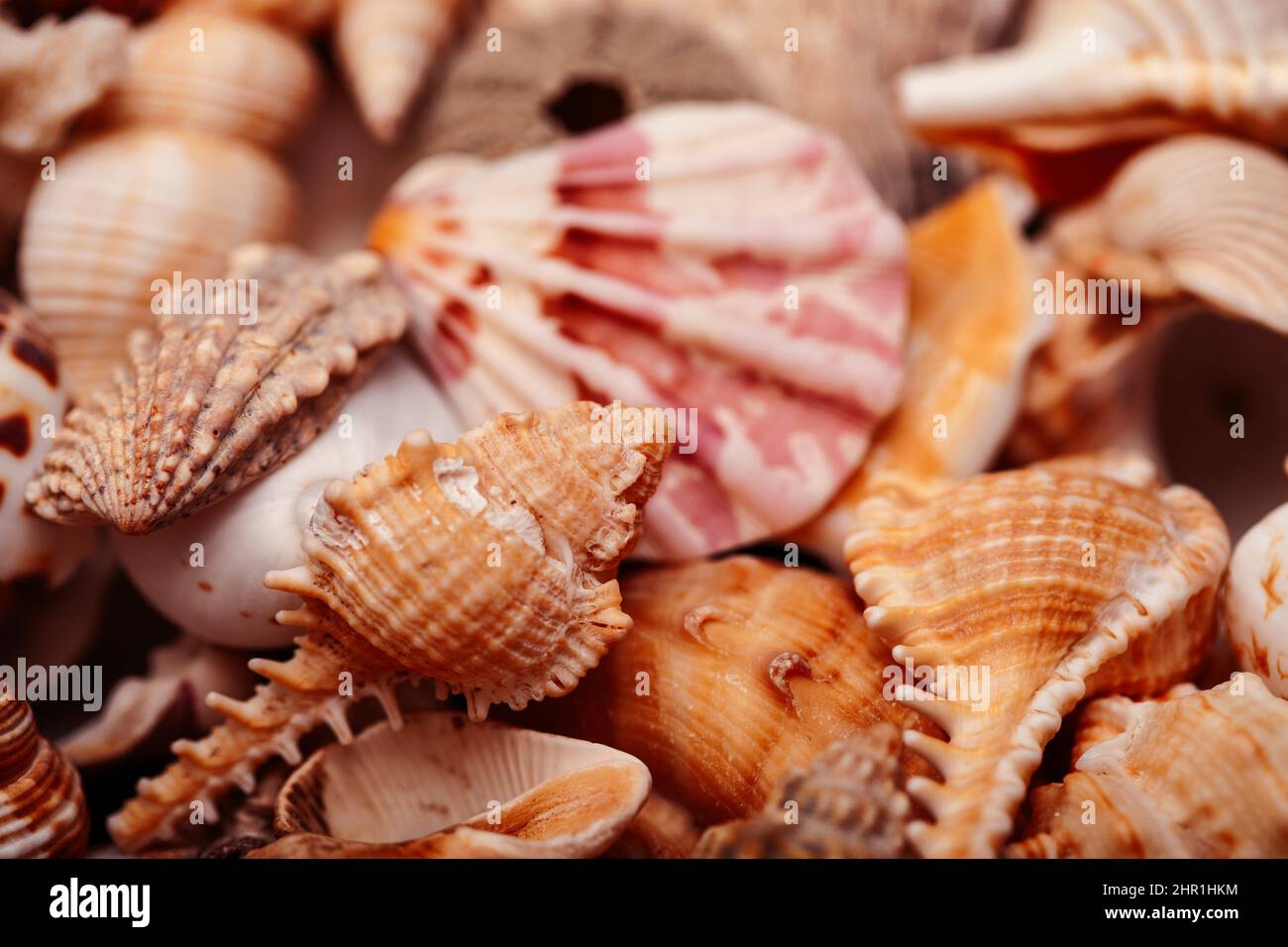 a lot of different empty sea shells, natural background, macro details ...