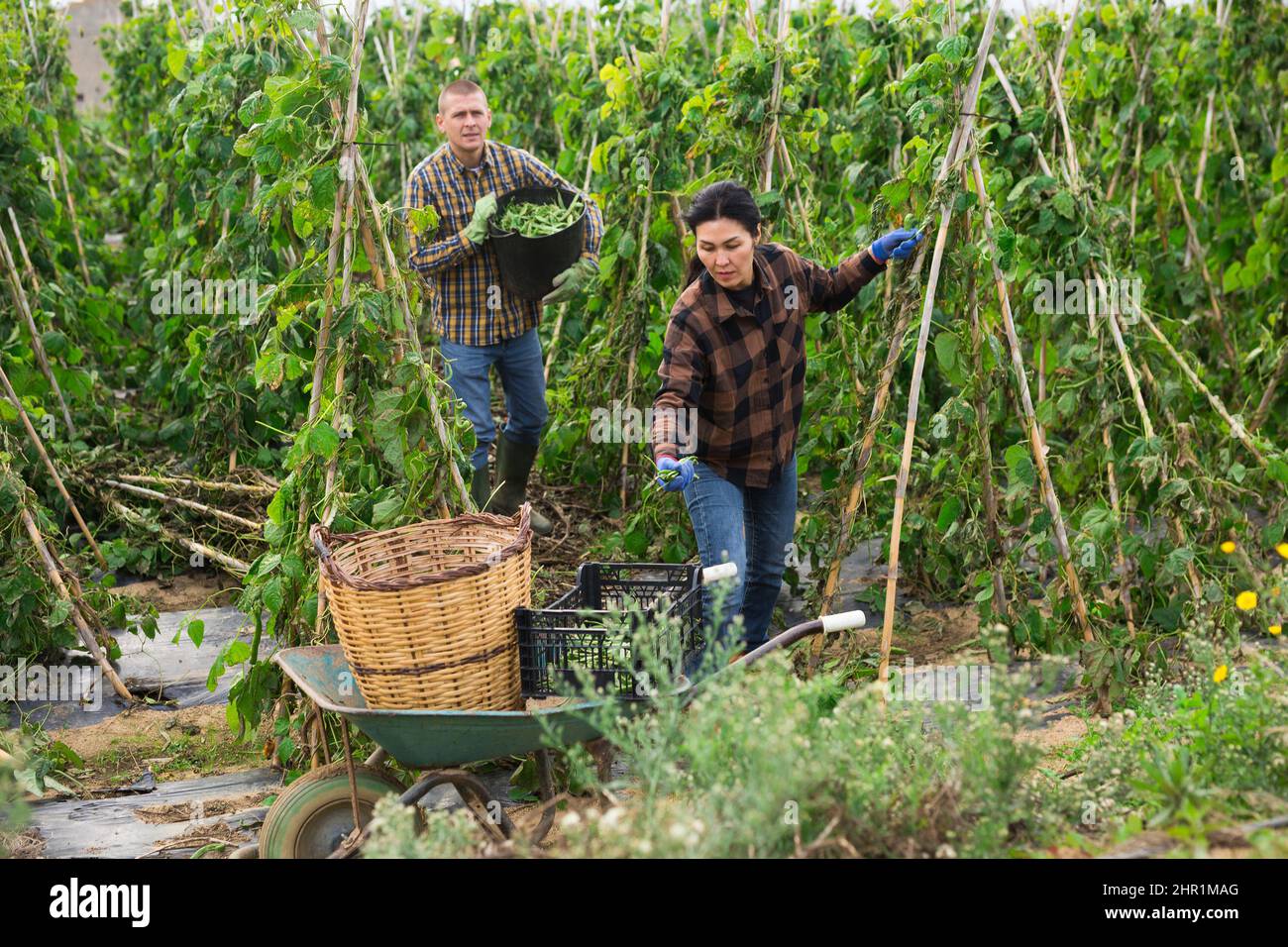 How to pick field peas hi-res stock photography and images - Alamy