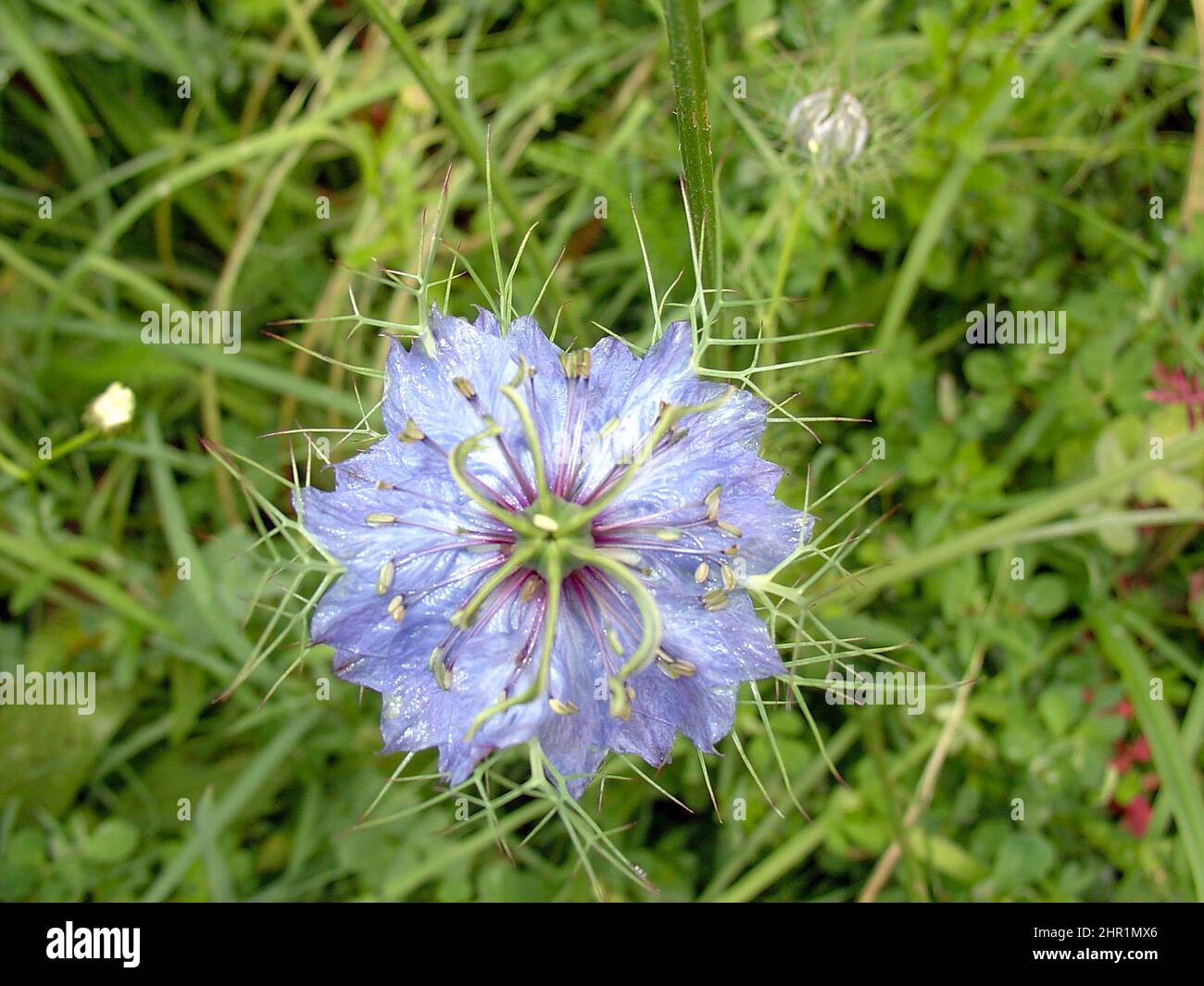 Close-up Of Purple Nigella Damascena, devil in the bush flower Stock ...
