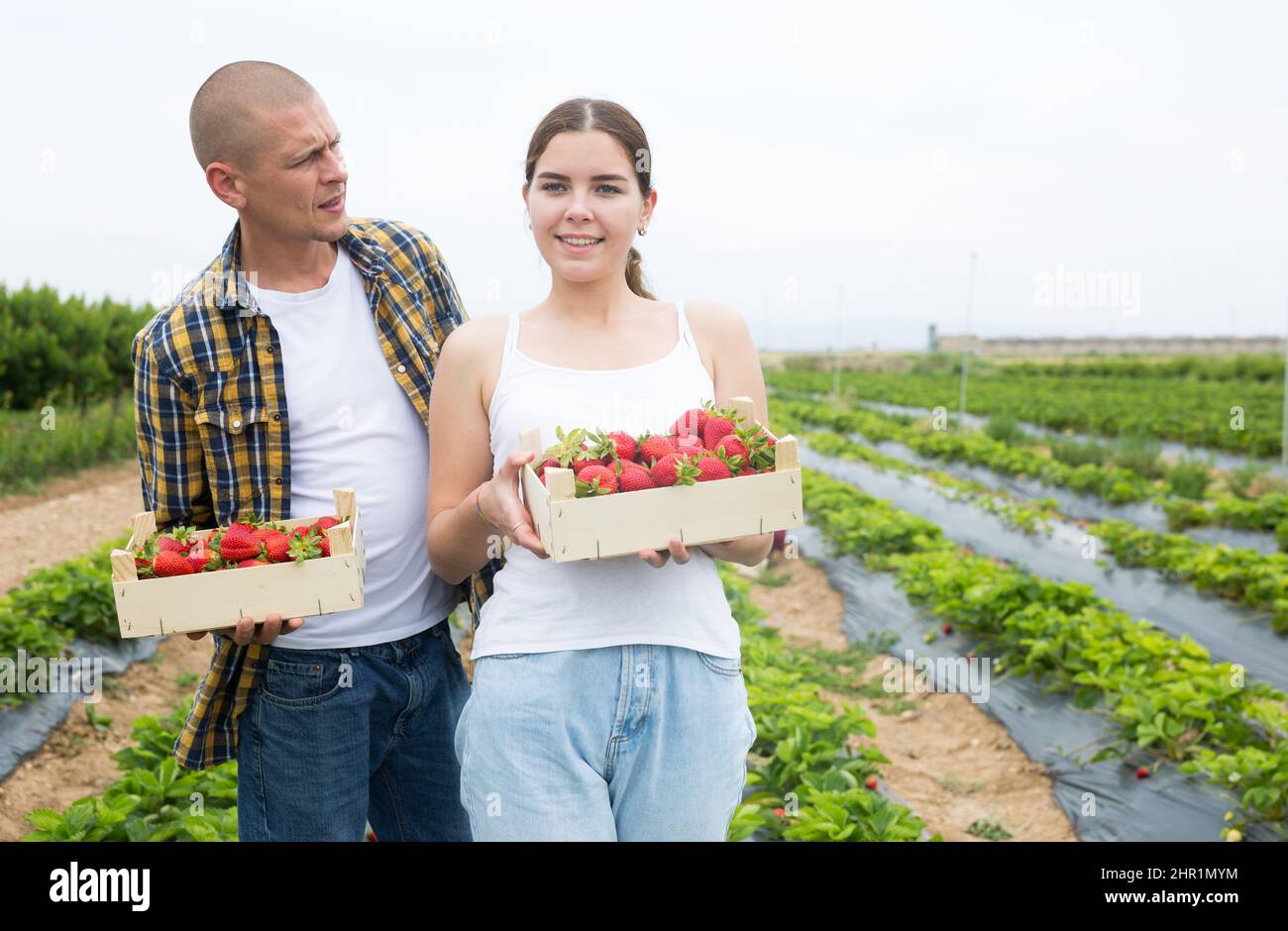 Happy young couple on a plantation holding crates of strawberries Stock ...
